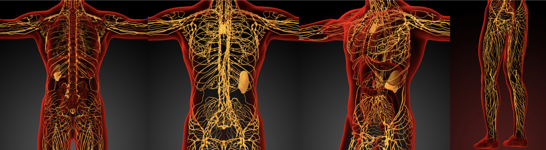 Lymphatic Points: Techniques to Revitalize Your Body - Health Secret